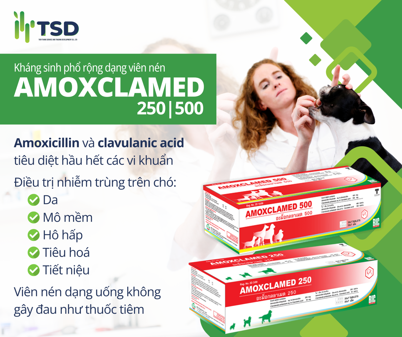 Kháng sinh Amoxclamed 250 trị các bệnh nhiễm trùng trên chó - Tiến ...