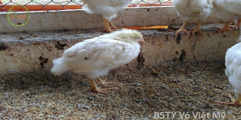 Bệnh Gumboro ở gà (IBD – Infection Bursal Disease) - Tiến Thắng Vet