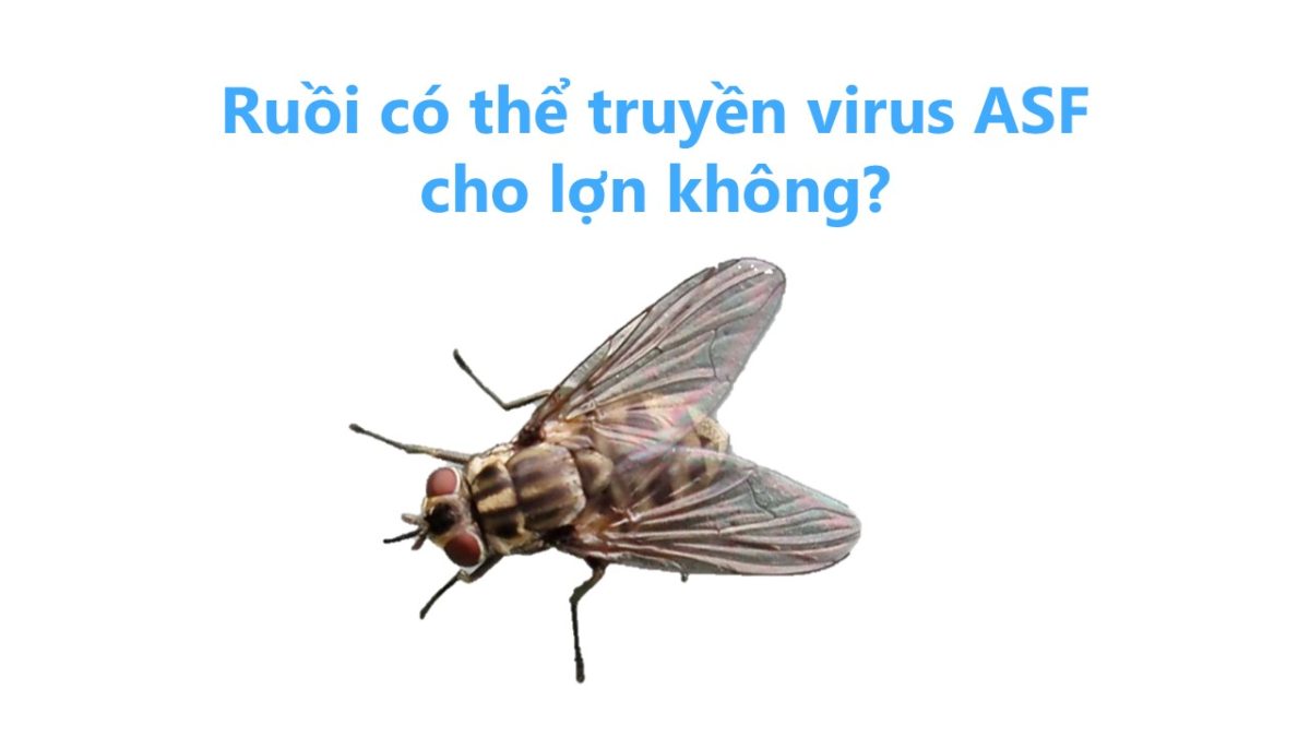 Ruồi Có Thể Truyền Virus Asf Cho Lợn Có Phải Số 1 Không 9307